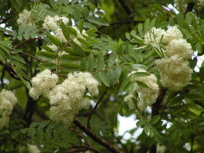 Index of /plants/dogberry/