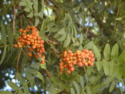 Index of /plants/dogberry/