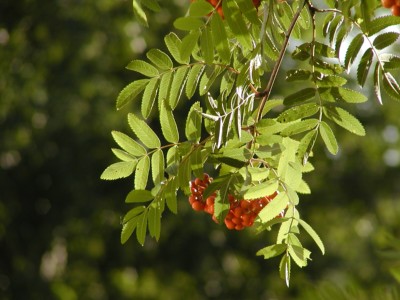 Index of /plants/dogberry/