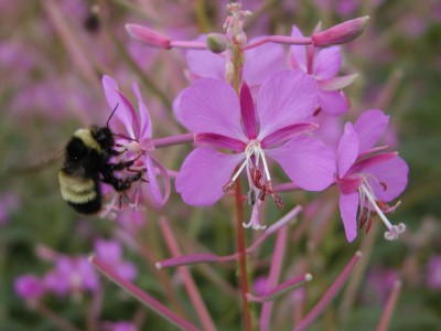 FIREWEED